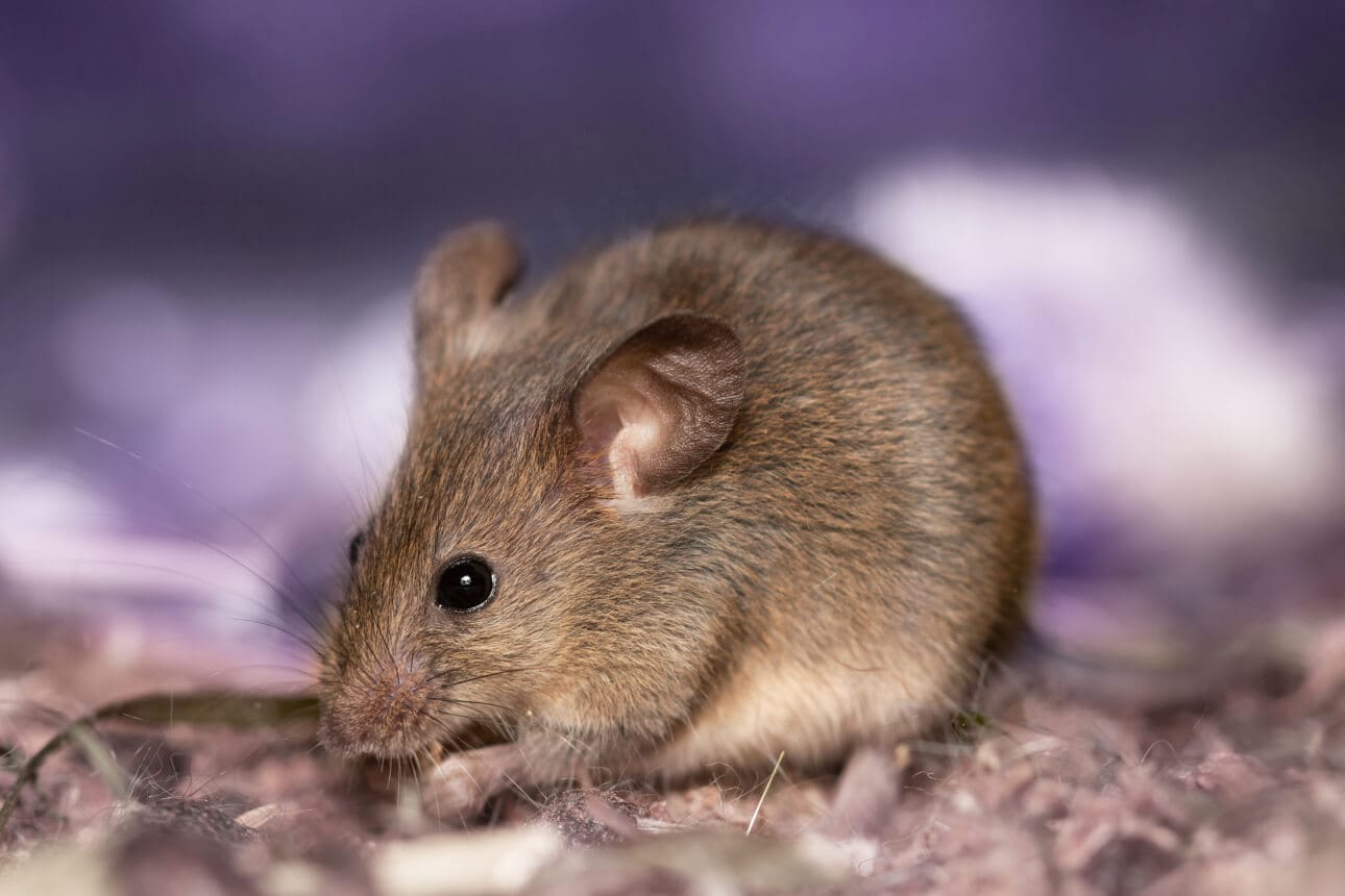 Rodent Control – Mr. D's Pest Solutions